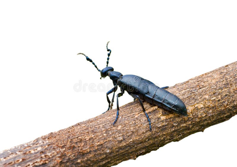 Beetle (Meloe Sp. Violatus) 1 Stock Image - Image of animals, beetle ...