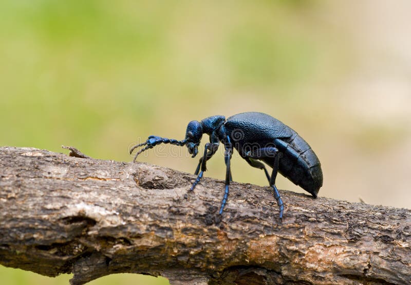 Beetle (Meloe Sp. Violatus) 4 Stock Image - Image of violet, hexapod ...