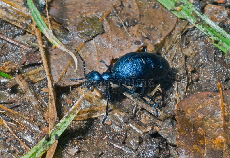 Beetle (Meloe Sp. Violatus) 5 Stock Photo - Image of horizontal, quaint ...