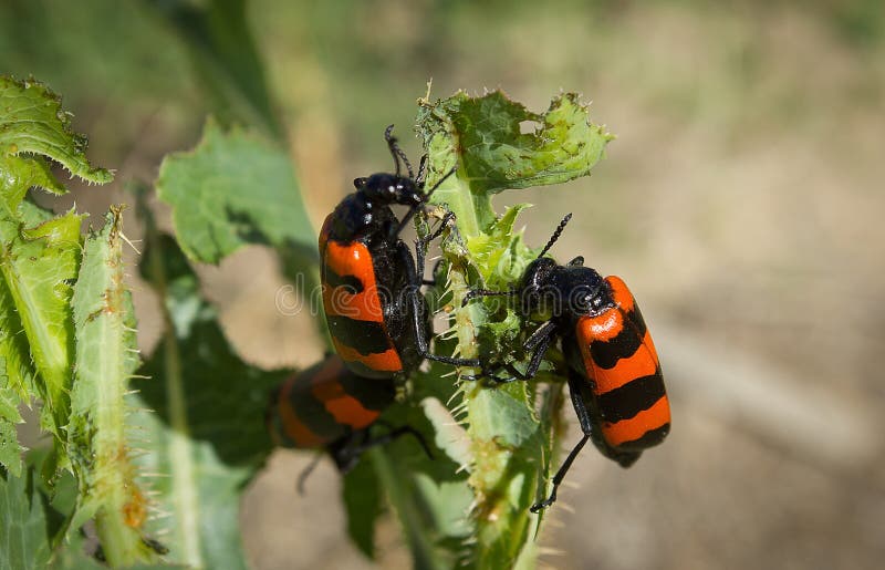 Beetle meloidae stock photo. Image of meloidae, covers - 54877220