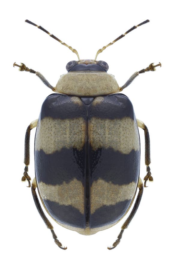 Beetle Monolepta Stock Photos - Free & Royalty-Free Stock Photos from ...