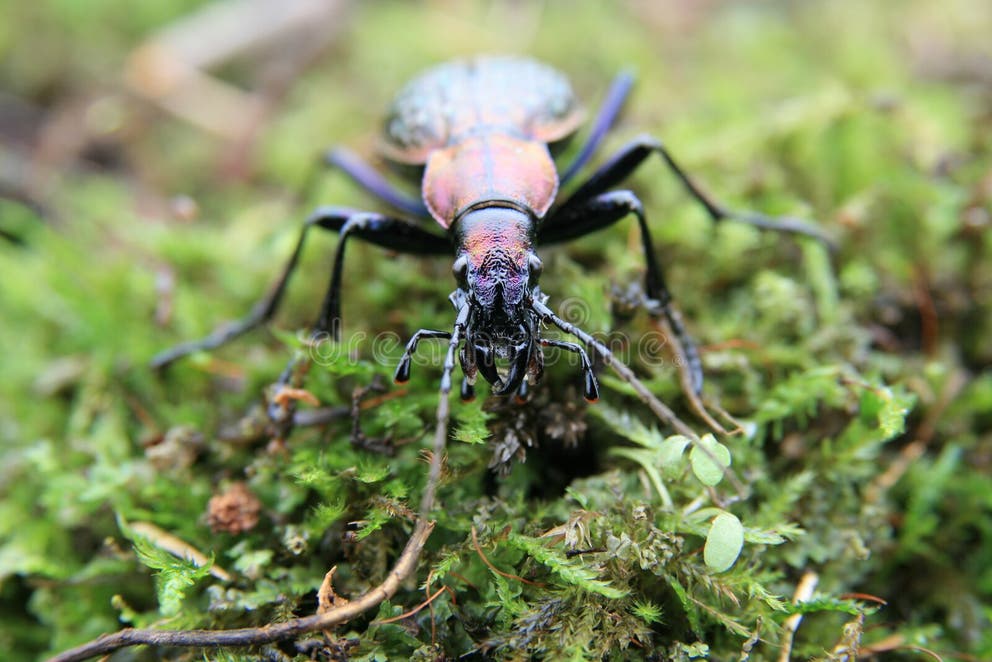 A beetle monster stock photo. Image of cooper, creature - 12525982