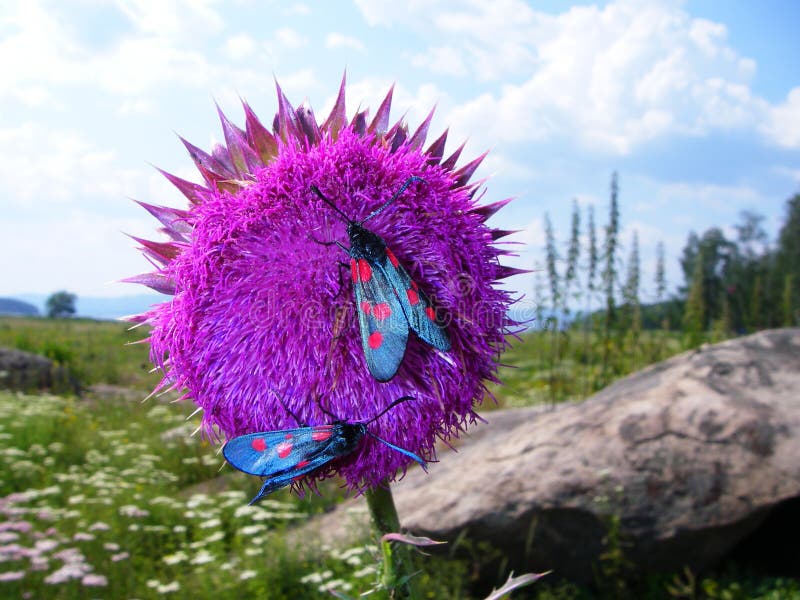 Beetle moth flower Thistle stock photo. Image of beautiful - 205572594
