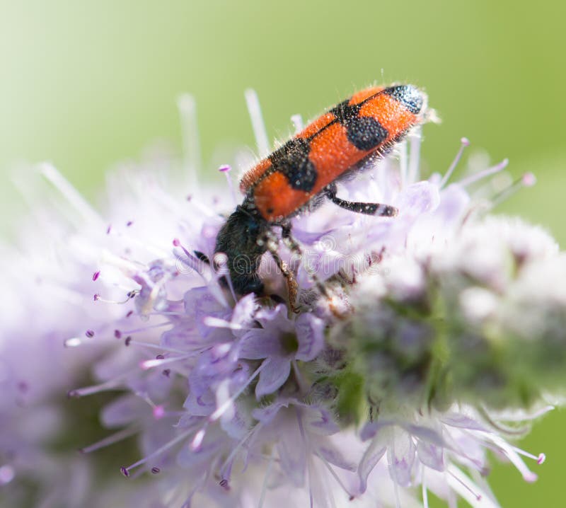 Beetle nature. macro stock photo. Image of insect, canberra - 100546836