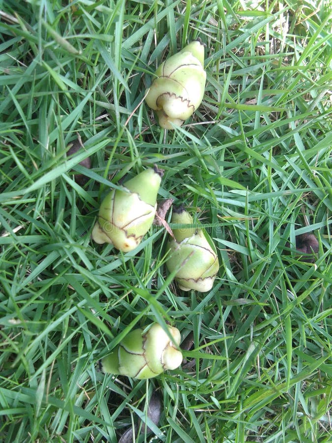 Beetle Nut on green grass stock image. Image of beetle - 216730663