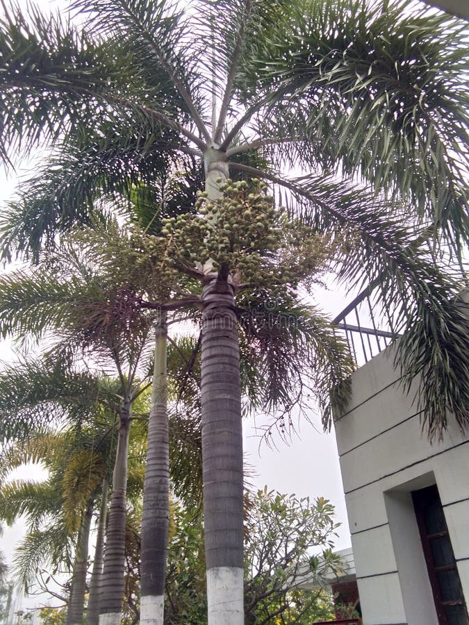 Beetle Nut trees garden stock image. Image of tree, spruce - 216729035