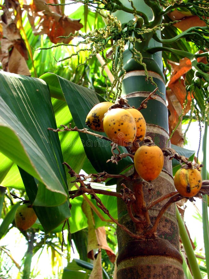 Beetle Nut Leaves stock image. Image of shining, pile - 13667913