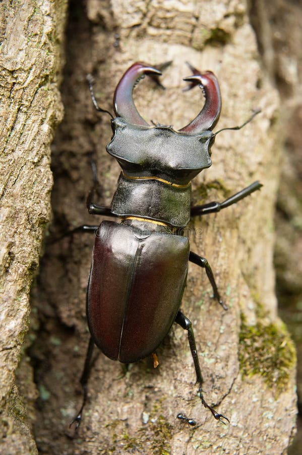 Beetle on the oak bark stock image. Image of small, background - 135899497
