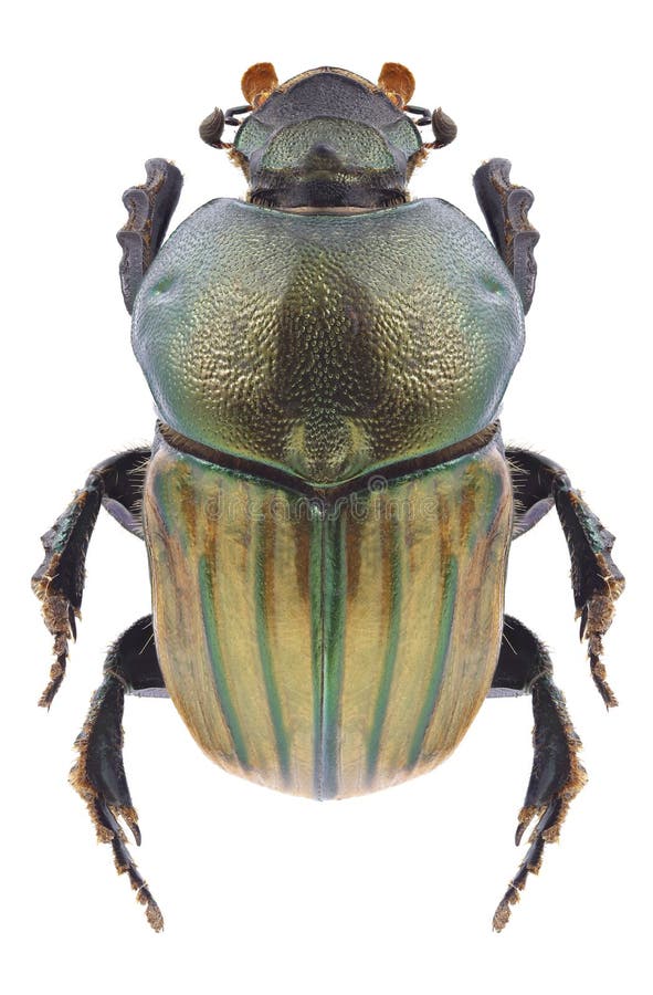 Beetle Onitis humerosus foto de stock. Imagem de animal - 166008410