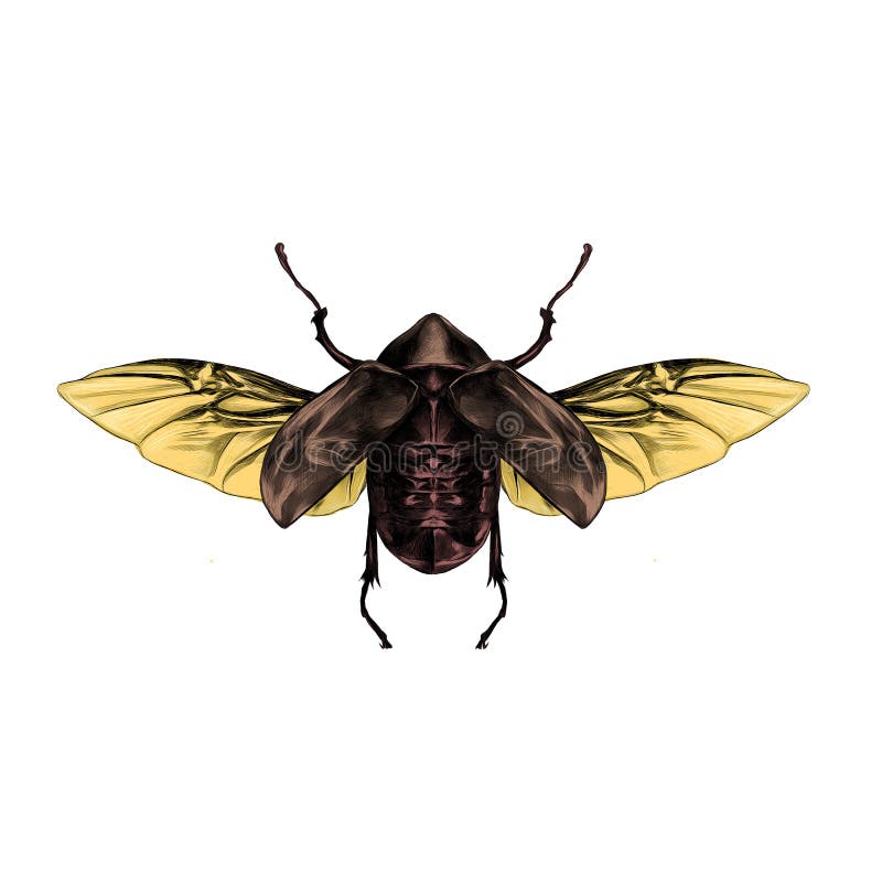 Beetle with Open Wings Top View, Stock Vector - Illustration of summer ...