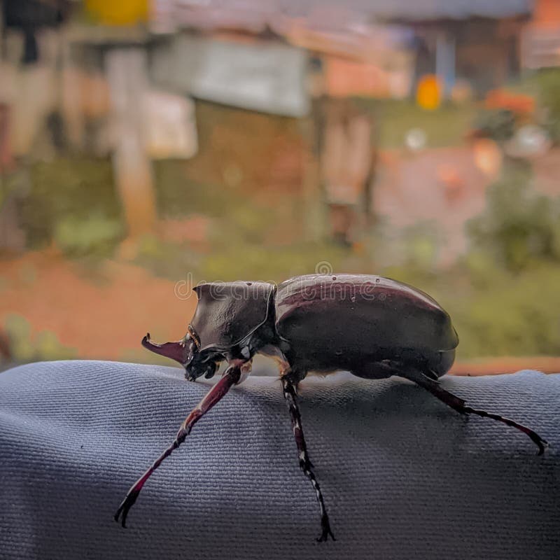 Beetle: ordo coleoptera stock image. Image of nature - 363147837