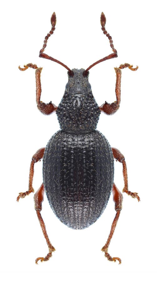 Beetle of Otiorhynchus Sometimes Otiorrhynchus on Soil. Many of Them E ...