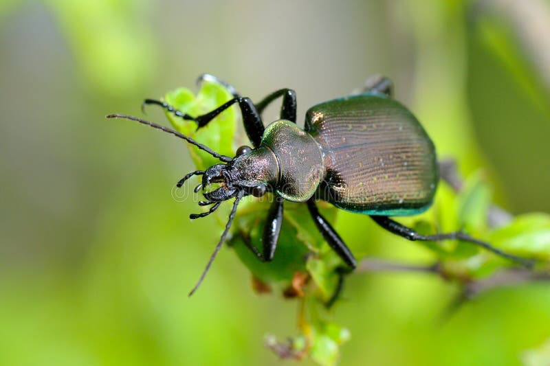 Beetle outdoor stock photo. Image of leaf, spring, toxic - 42391668