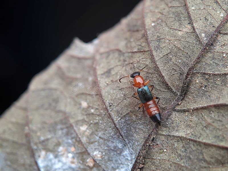 The Beetle Paederus Fuscipes Dwells on a Dry Old Leaf. this Beetle is a ...