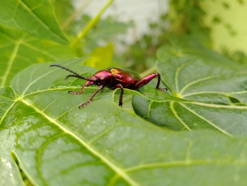 Beetle on a leaf stock photo. Image of honeybee, insect - 265042088