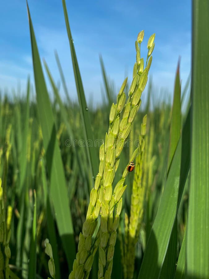 A Beetle that Perched on a Rice Plant Stock Image - Image of focus ...