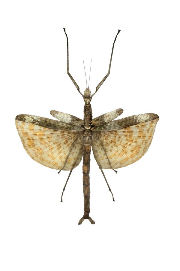 Beetle Phasma Stock Photos - Free & Royalty-Free Stock Photos from ...