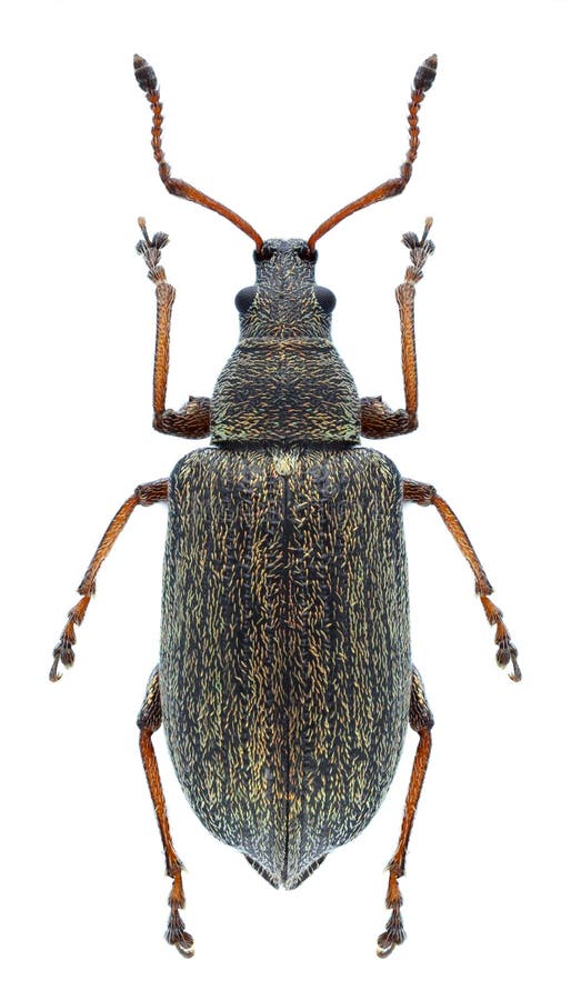 Phyllobius Pyri Stock Photos - Free & Royalty-Free Stock Photos from ...