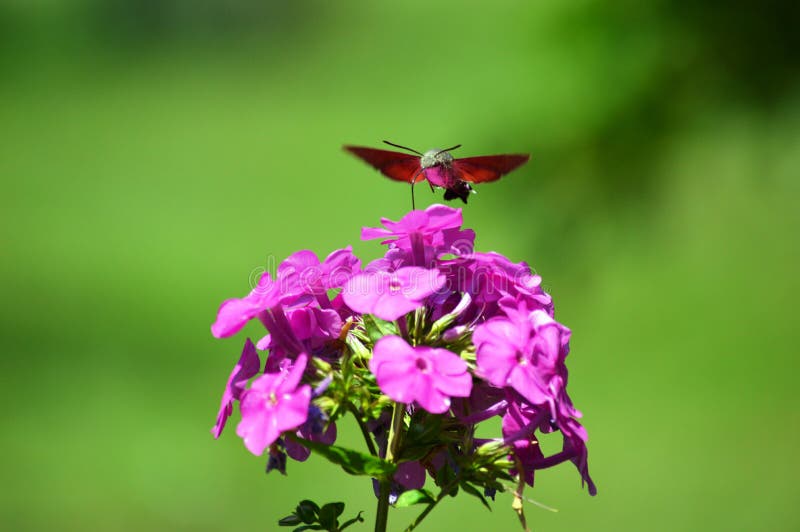 Beetle and Pink Flowers in Spring Stock Photo - Image of petal, spring ...