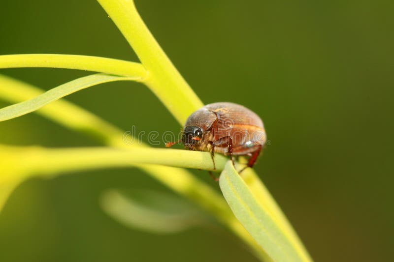 Beetle in plant leaves stock image. Image of insects - 370516727