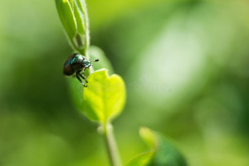 Beetle on plant stock image. Image of insects, nature - 55351437