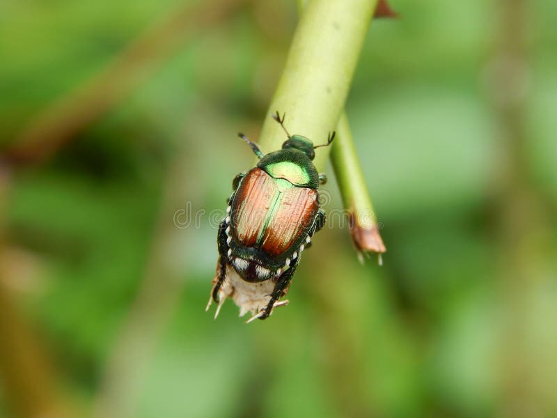 Beetle on Plant Stem stock photo. Image of plant, stem - 56415306