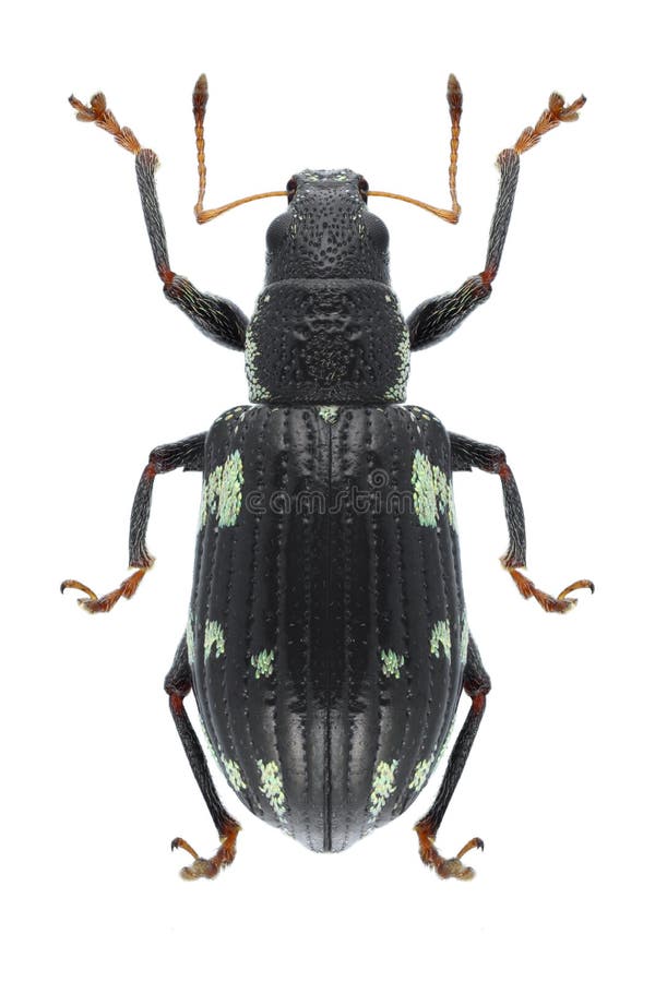 Beetle Polydrusus picus stock image. Image of insect - 83721445