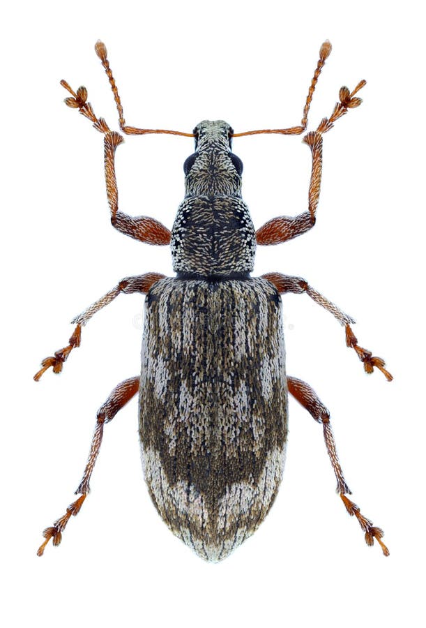 Beetle Polydrusus Stock Photos - Free & Royalty-Free Stock Photos from ...