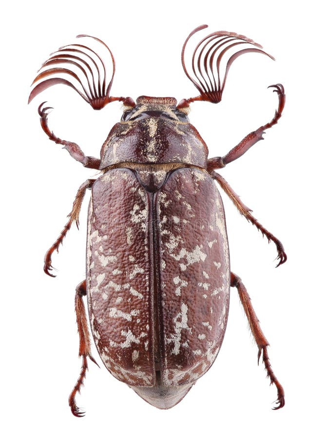 Beetle - Polyphylla Fullo - Isolated on White Stock Image - Image of ...