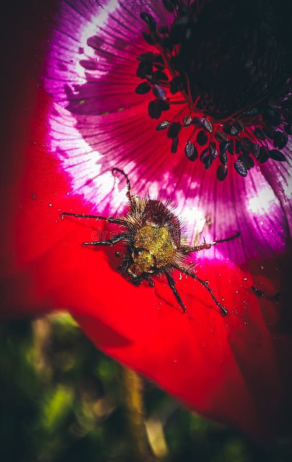 Beetle on poppy stock photo. Image of insect, yellow - 255104408