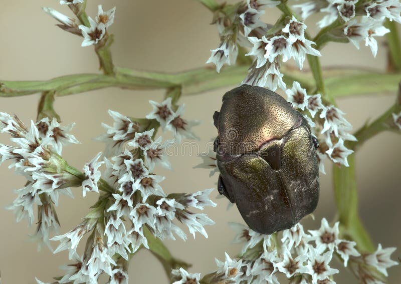 Protaetia (Potosia) Cuprea Ignicollis Stock Image - Image of isolated ...