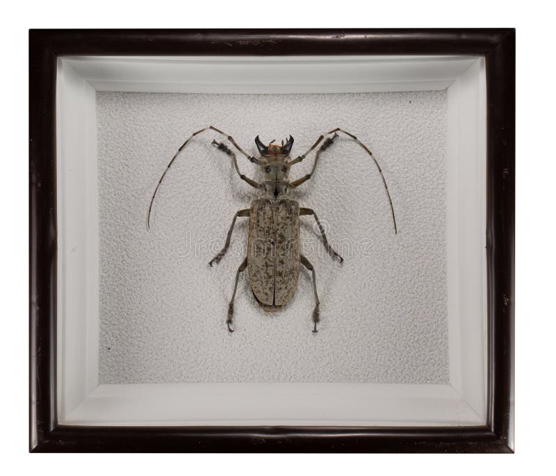 Beetle in frame stock image. Image of grunge, golden - 43633783
