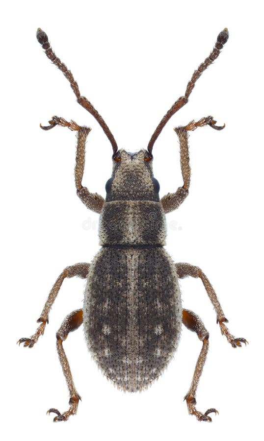 Beetle Ptochus porcellus stock image. Image of ptochus - 84751769