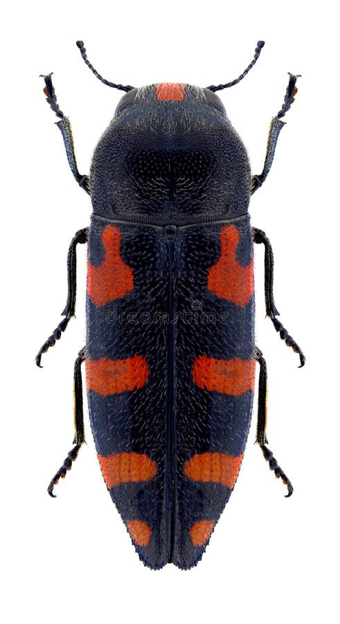 Beetle Ptosima Stock Photos - Free & Royalty-Free Stock Photos from ...