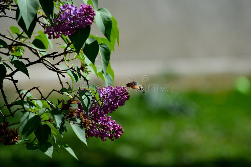 Beetle and purple lilac stock photo. Image of leaf, insect - 333083520