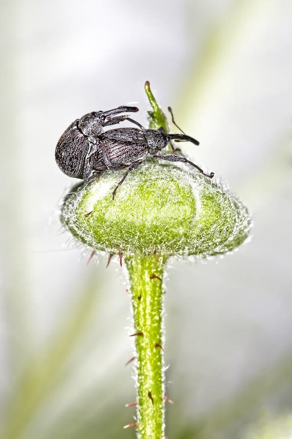 Beetle the Raspberry-strawberry or Raspberry Weevil Stock Photo - Image ...