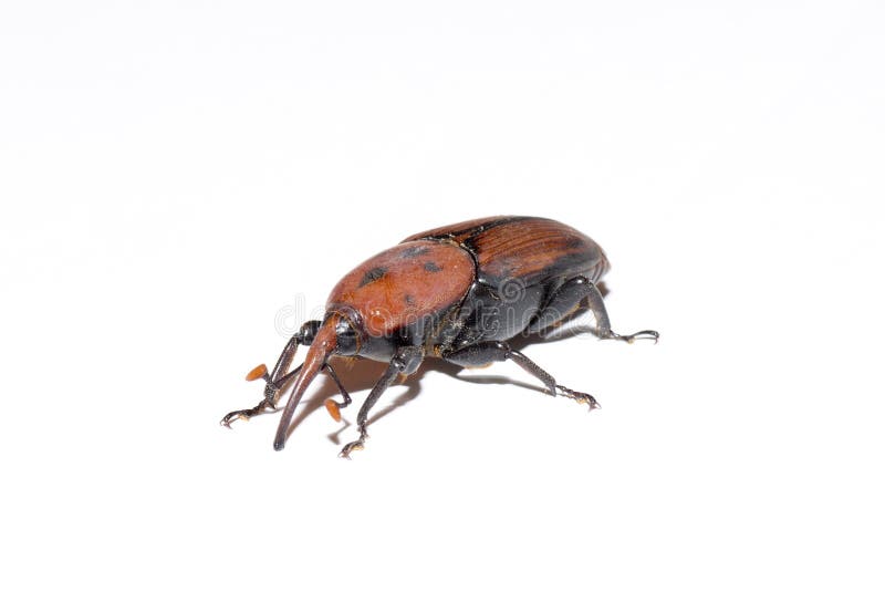 Beetle red stock photo. Image of antennae, horned, high - 33644456