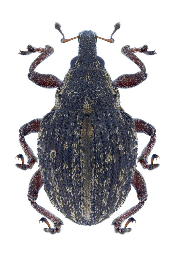 Rhinoncus Inconspectus Stock Photos - Free & Royalty-Free Stock Photos ...