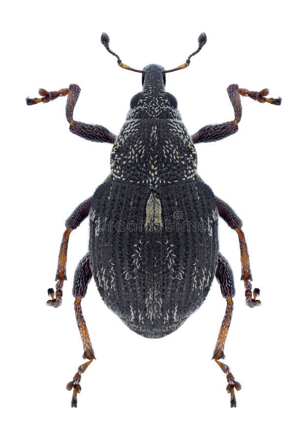 Beetle Rhinoncus Perpendicularis Stock Photo - Image of single ...