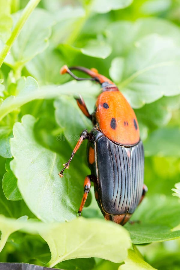 Beetle Rhynchophorus Ferrugineus (red Palm Weevil) Stock Image - Image ...