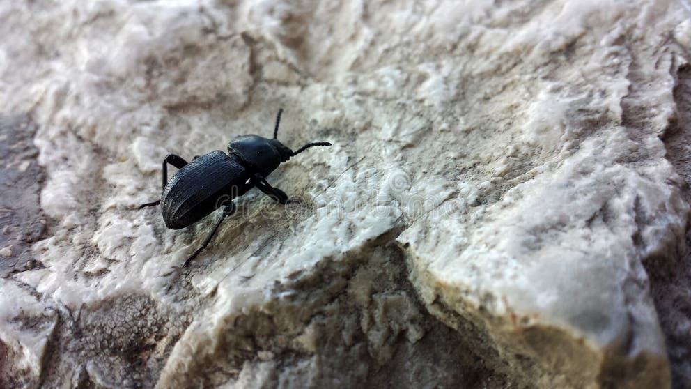 Beetle on a rock stock image. Image of rock, beetle, macro - 69064541