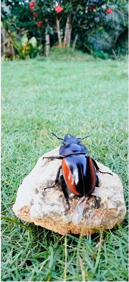 Beetle on a Rock in the Grass Stock Photo - Image of grass, rock: 346594602