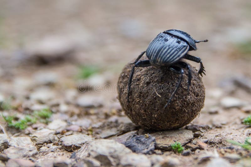 299 Beetle Rolling Stock Photos - Free & Royalty-Free Stock Photos from ...