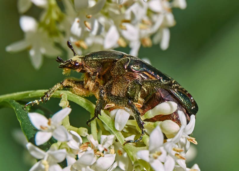 Beetle Rose Chafer or the Green Rose Chafer Cetonia Aurata Eats on ... Beetle Rose Chafer or the Green Rose Chafer Cetonia Aurata Eats on ...