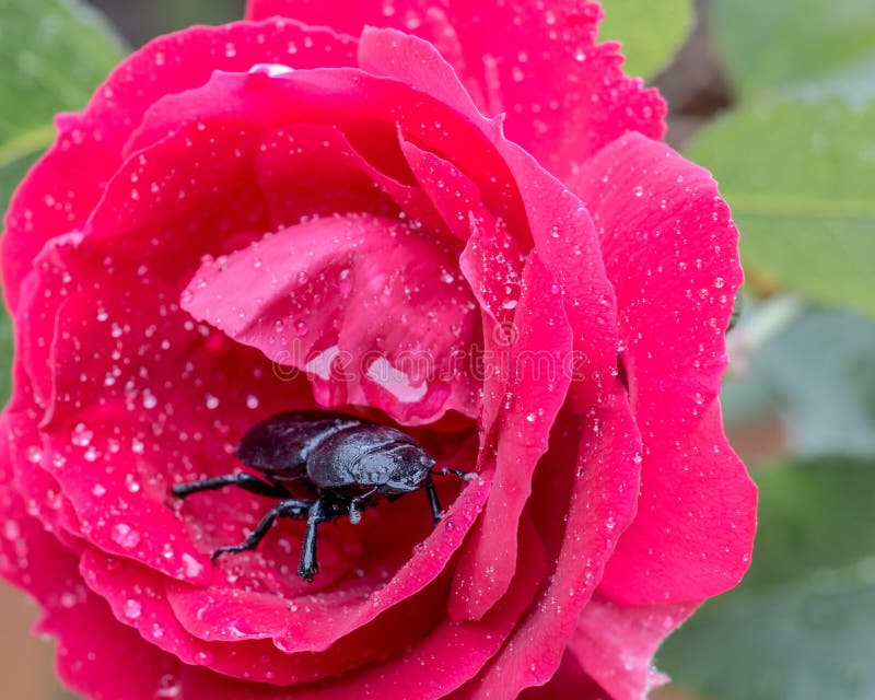 Beetle in rose stock image. Image of flower, drops, rain - 102043367