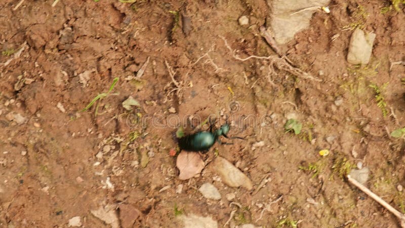 The Beetle Runs on the Ground. Shiny Beetle Stock Video - Video of ...