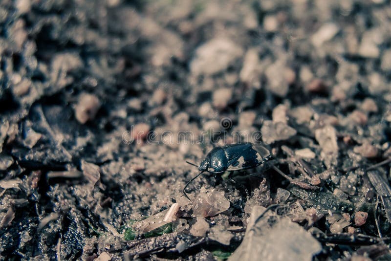 Beetle in the sand stock image. Image of small, insects - 225254713