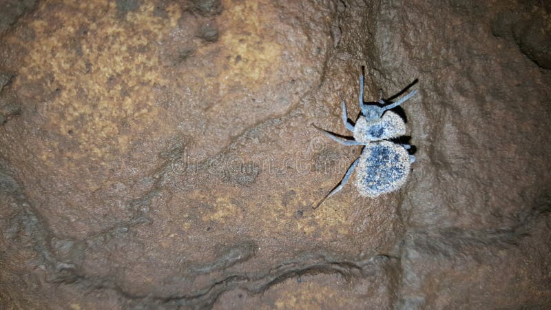 Beetle at the Sassa caves stock photo. Image of cave - 186094002