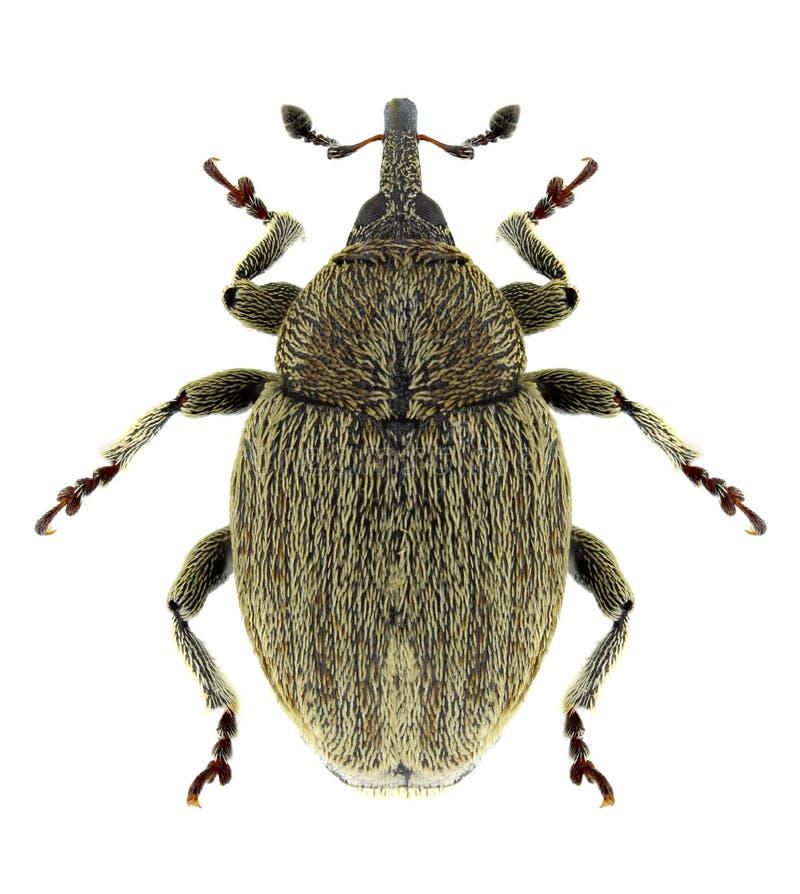 Beetle Sibinia Pellucens Stock Photos - Free & Royalty-Free Stock ...