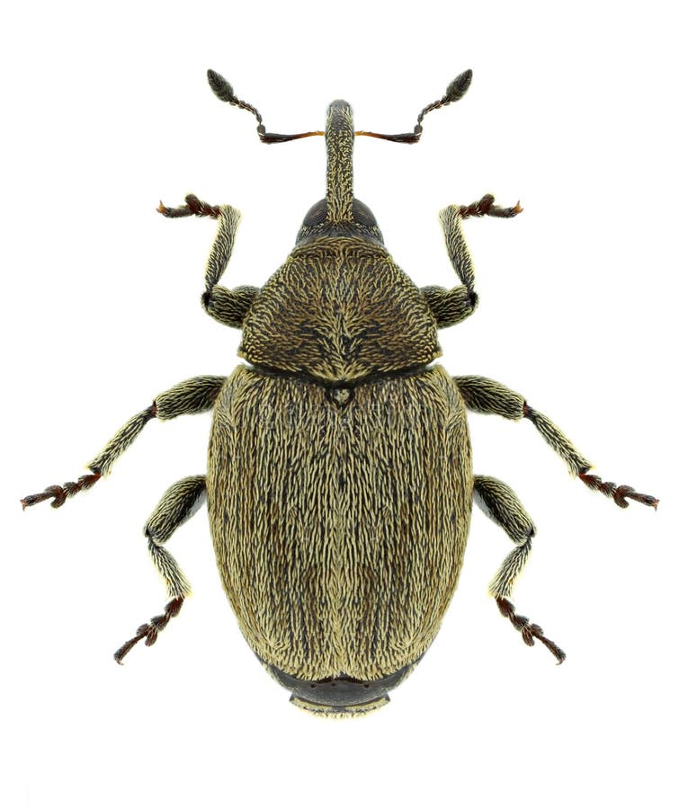 Beetle Sibinia pellucens stock image. Image of coleoptera - 85649519
